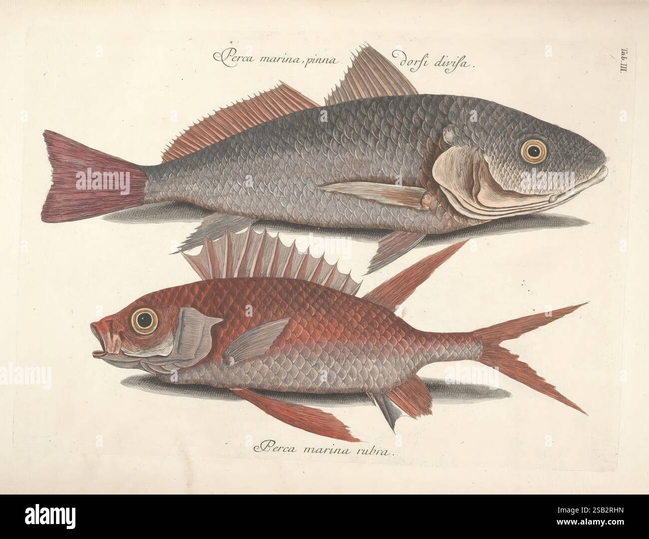 Perca marina rubra hi-res stock photography and images - Alamy