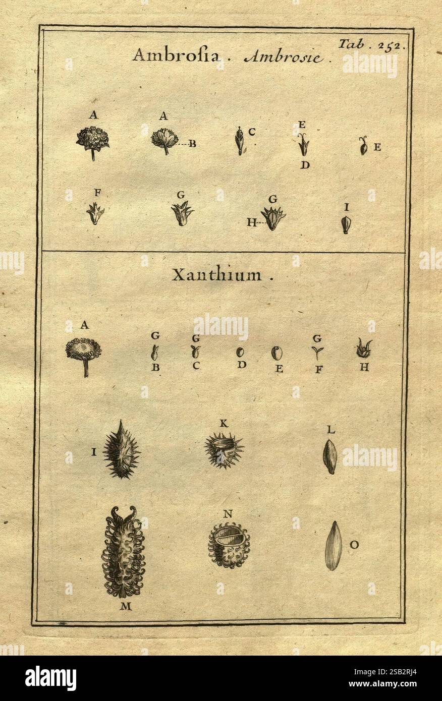 Joseph Pitton de Tournefort, Institutiones rei herbariae, Parisiis, E ...