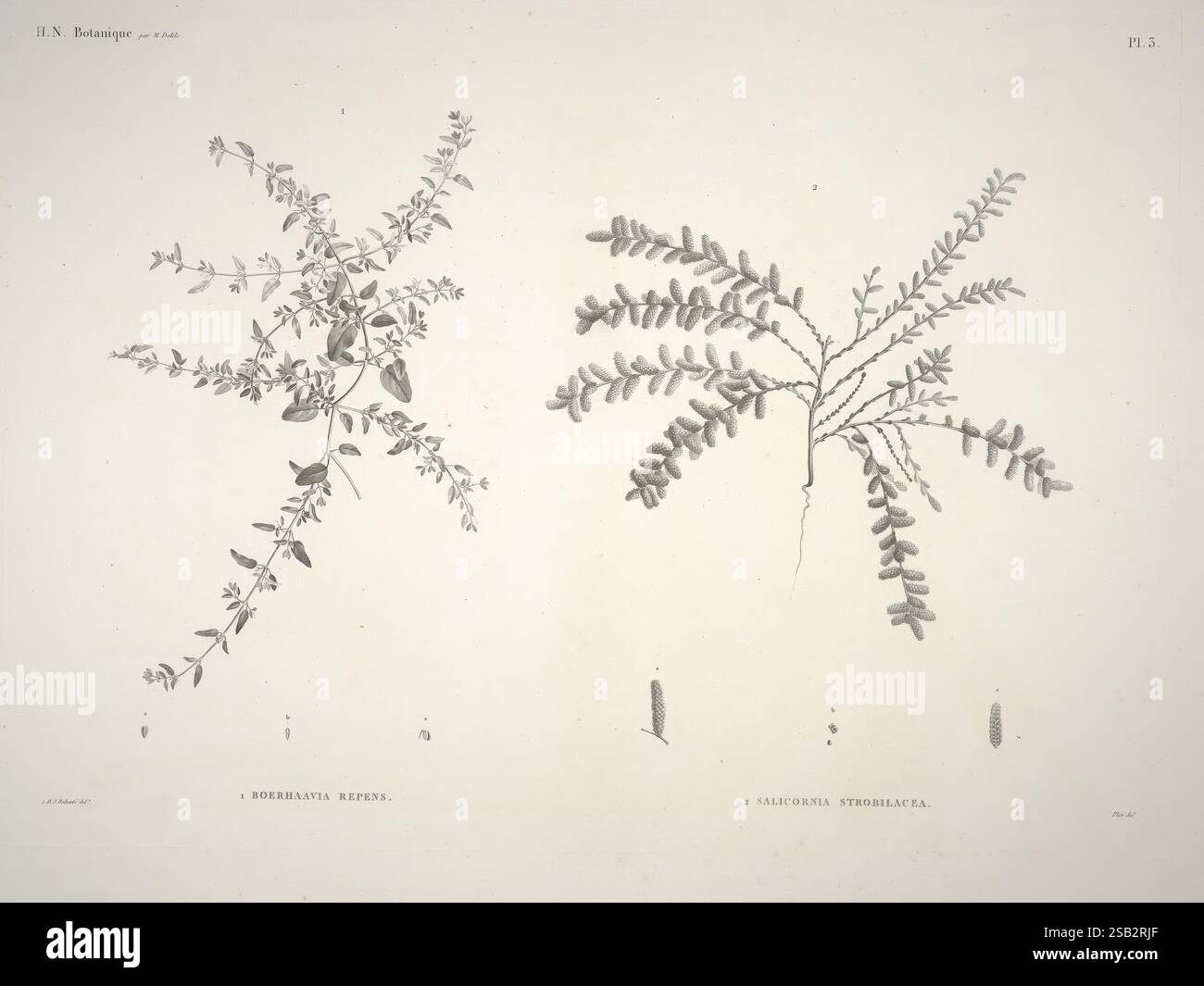 Two distinct plant specimens labeled hi-res stock photography and ...