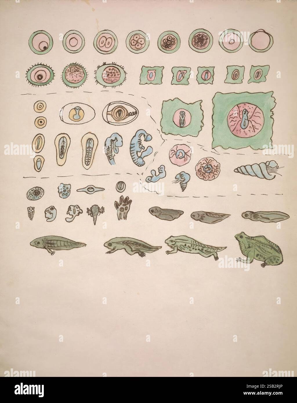 Drawings illustrating the Lowell Lectures on comparative embryology ...