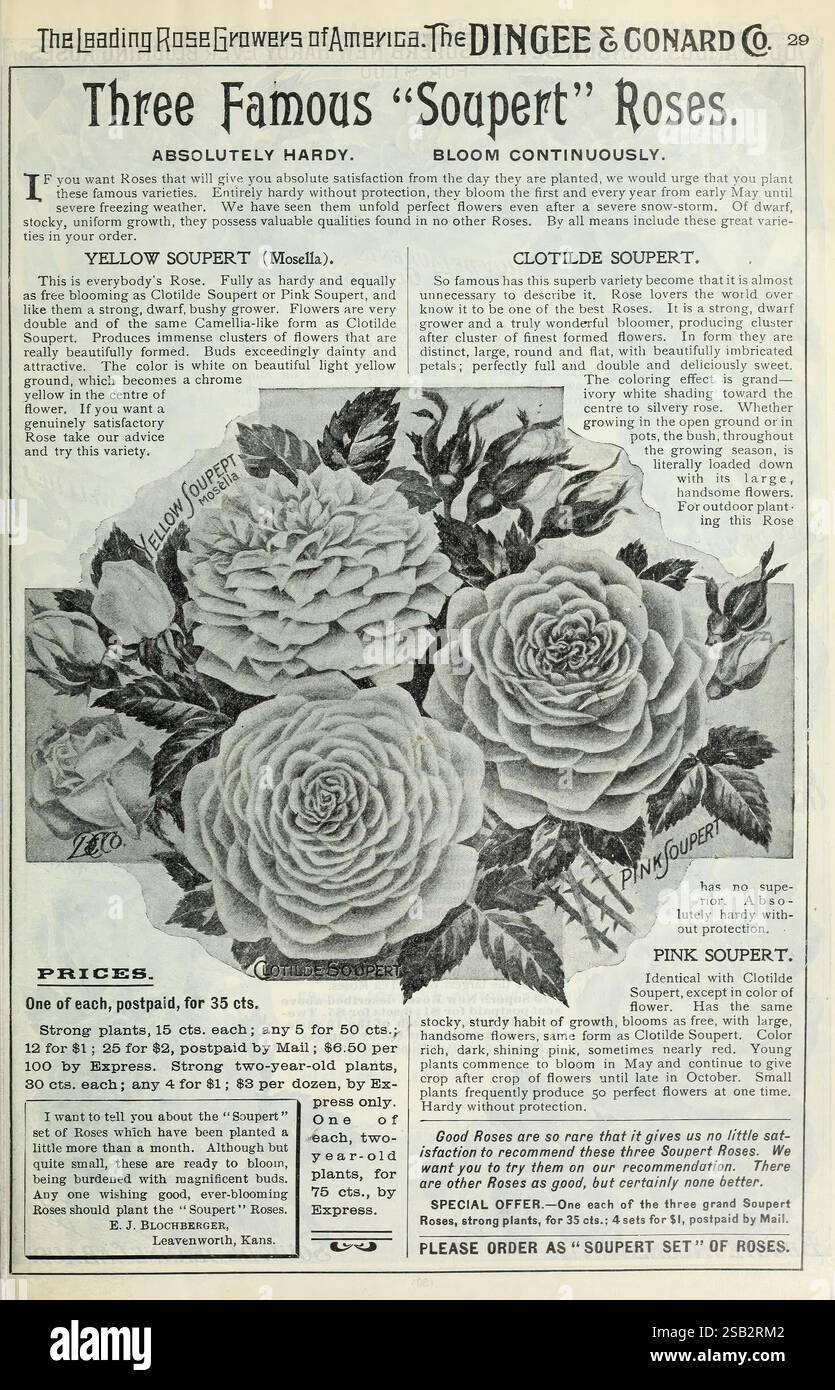 Three renowned varieties hi-res stock photography and images - Alamy