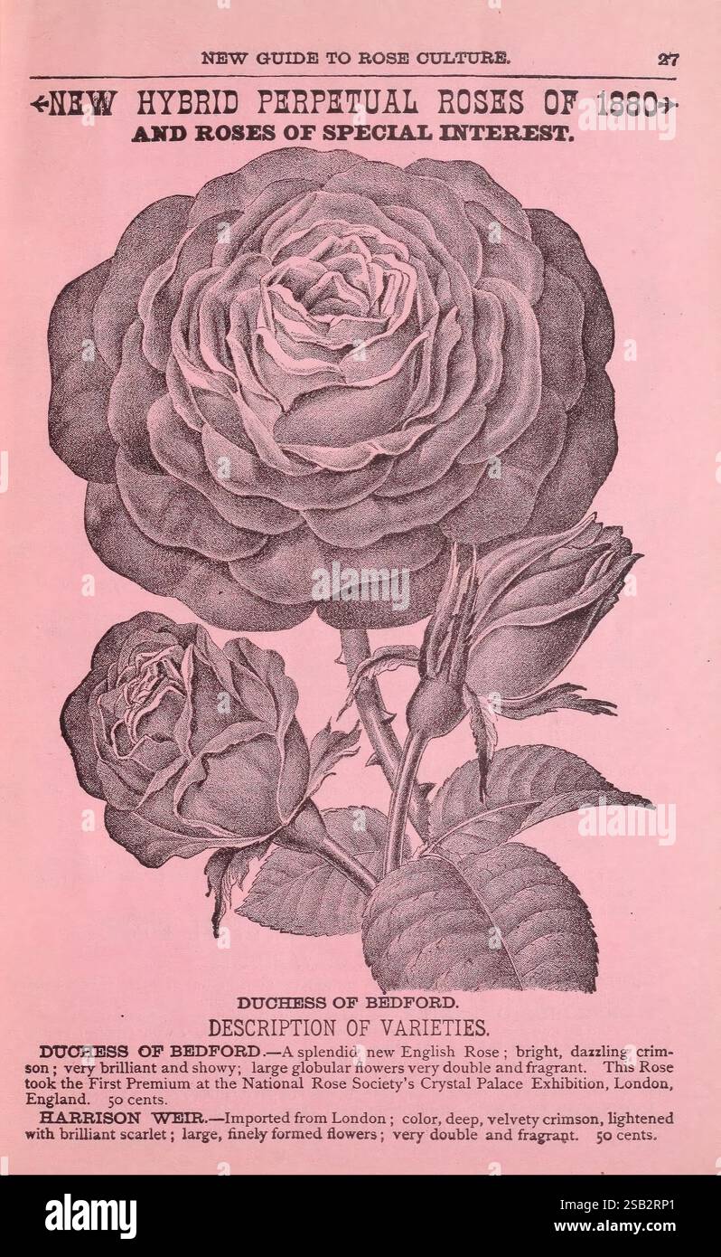 New hybrid perpetual roses hi-res stock photography and images - Alamy