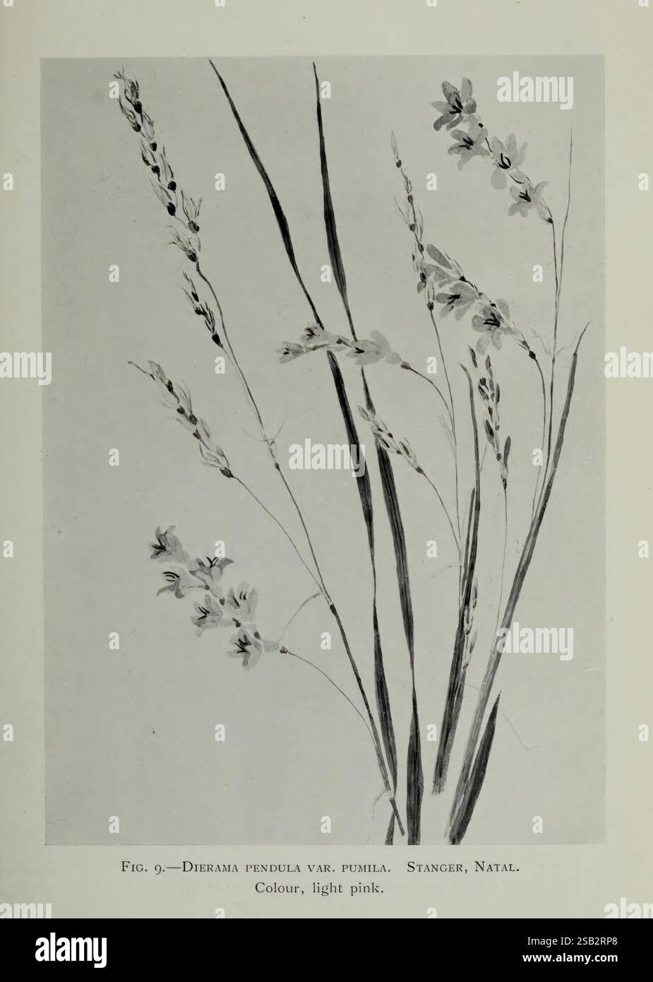 Slender flower spikes display hi-res stock photography and images - Alamy