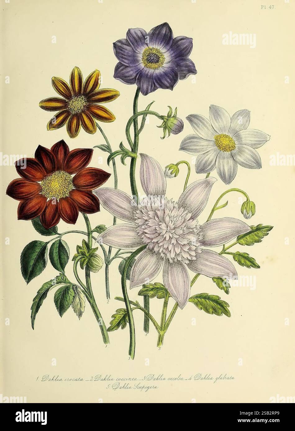 Five distinct flowers hi-res stock photography and images - Alamy