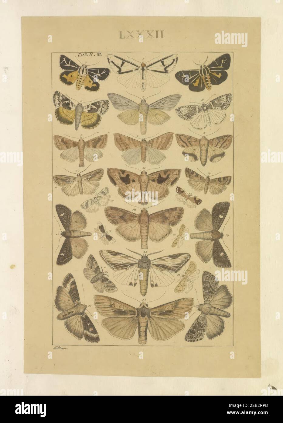 Lepidoptera, manuscript, [between 1873-1883?], lepidoptera, life cycles ...