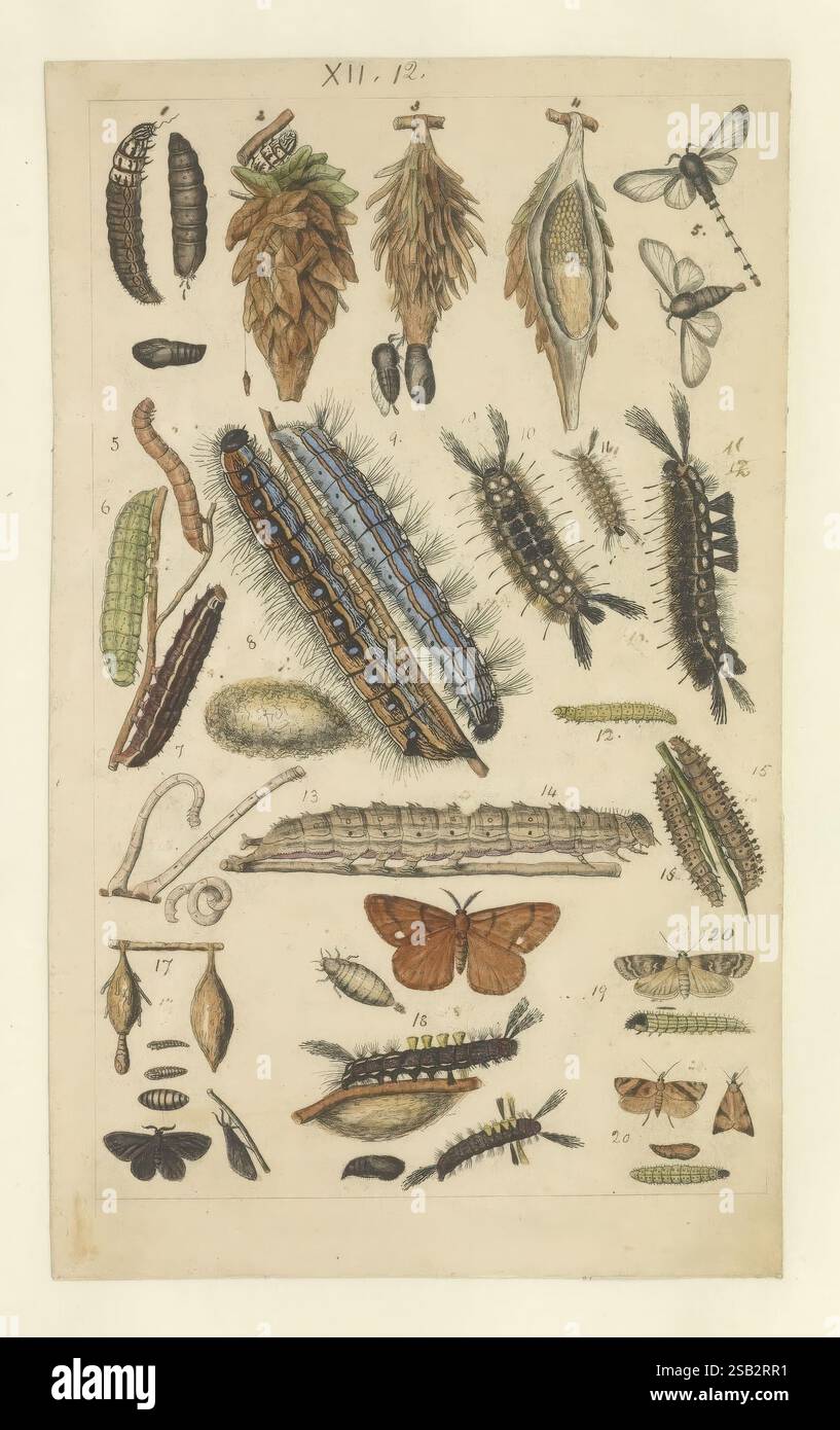 Lepidoptera, manuscript, between 1873-1883?, lepidoptera, life cycles ...