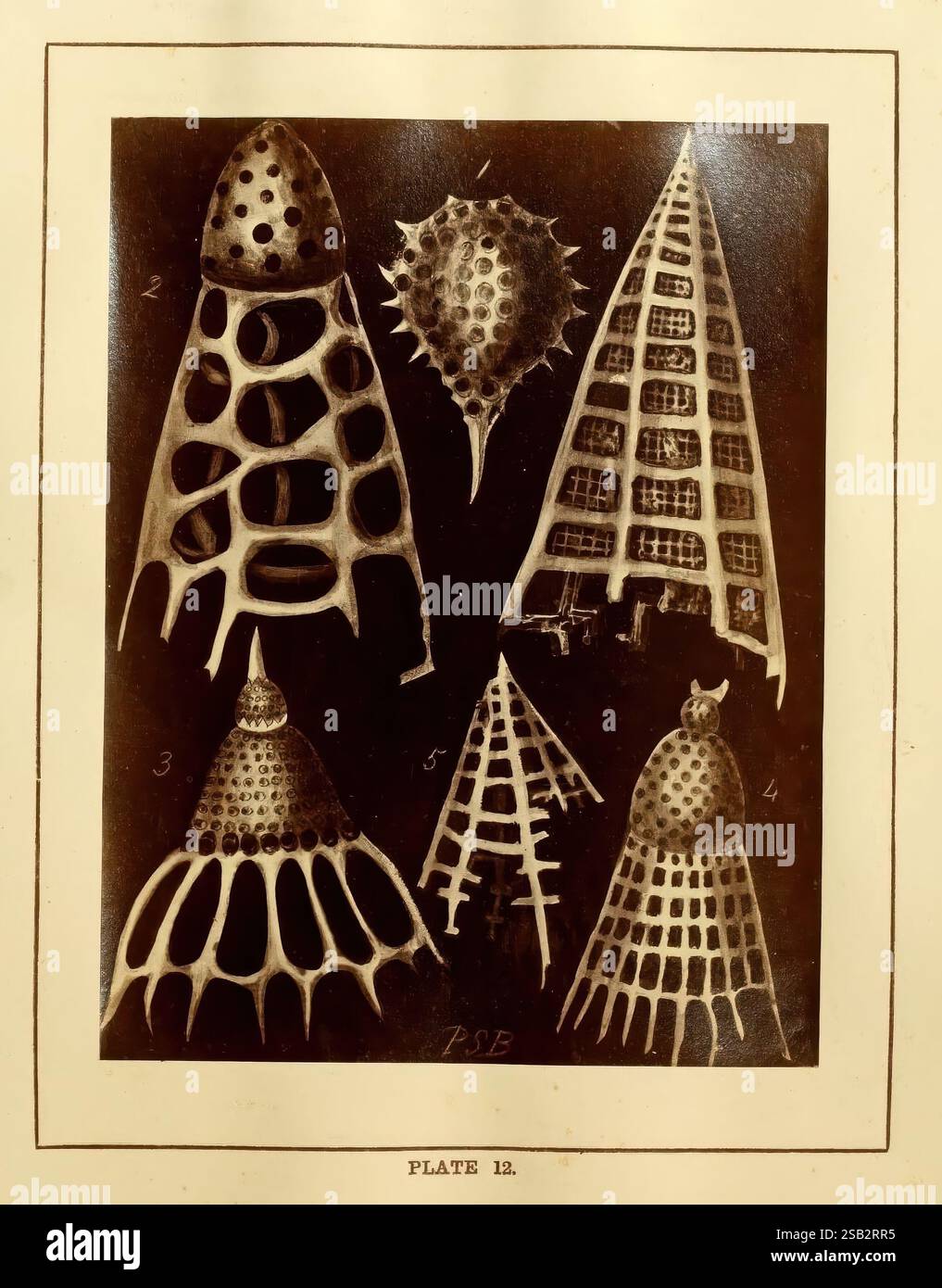 Fascinating protozoa hi-res stock photography and images - Alamy