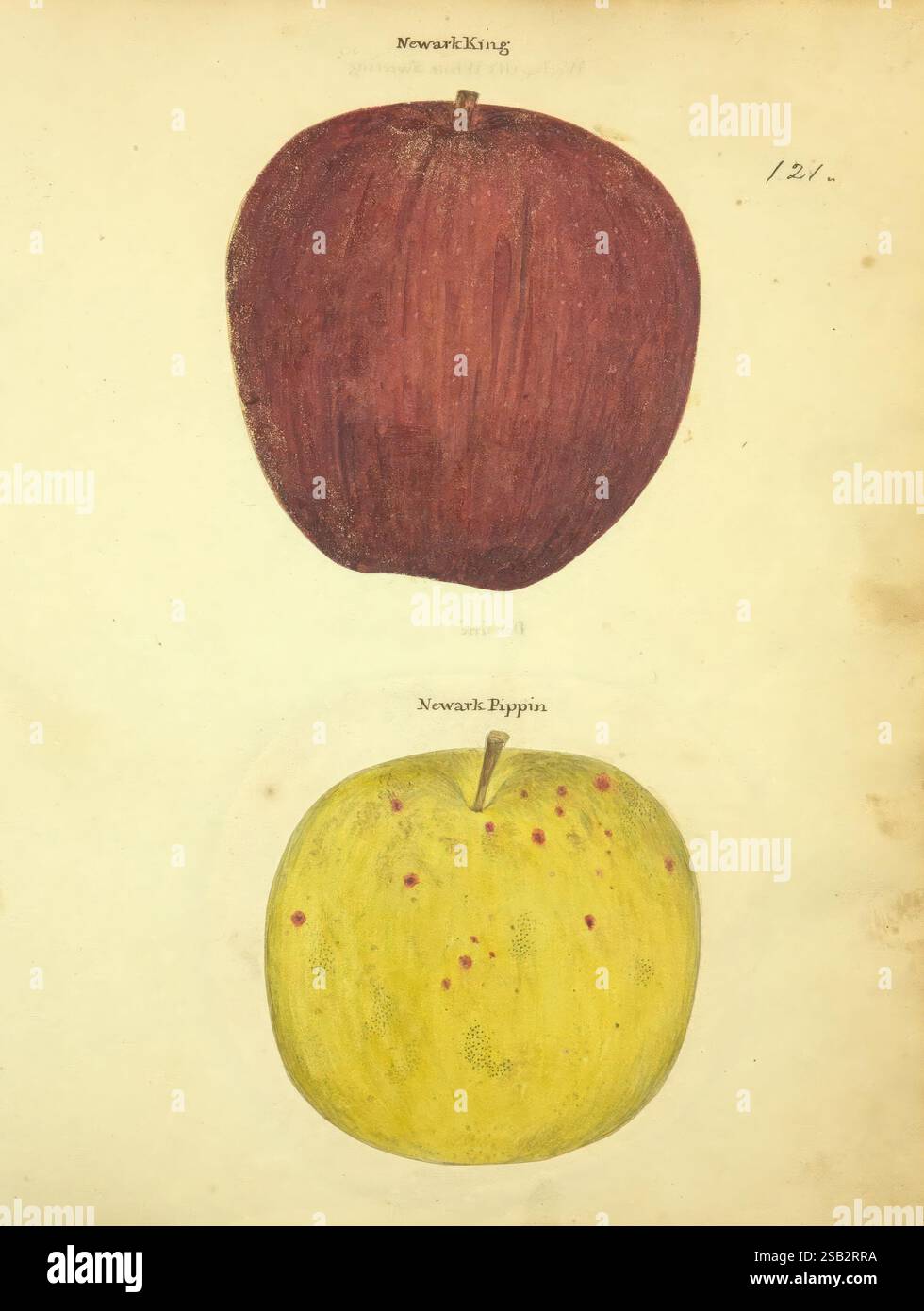 Artwork features two distinct varieties hi-res stock photography and ...