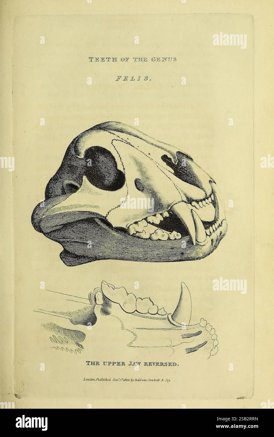 General, particular, descriptions, vertebrated, animals, London ...