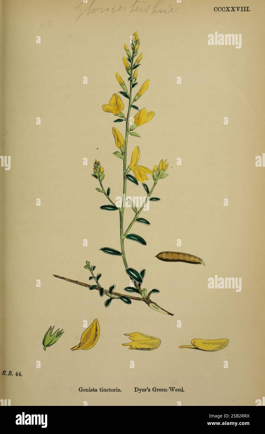 English, botany, or Coloured, figures, of, British, plants, London, R ...
