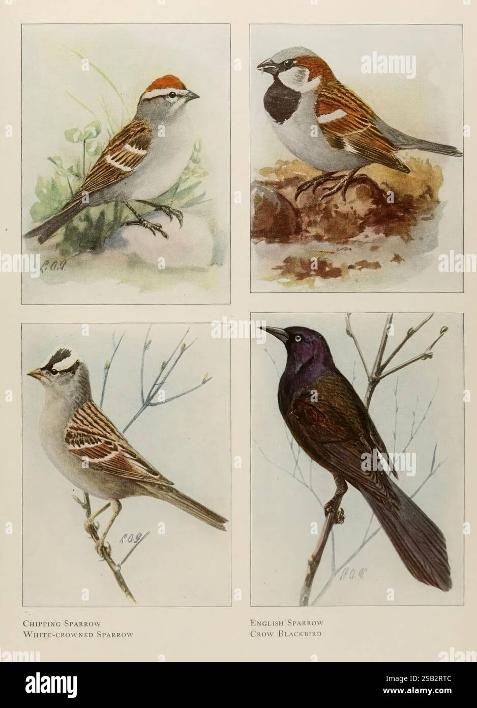 Showcases streaked features hi-res stock photography and images - Alamy