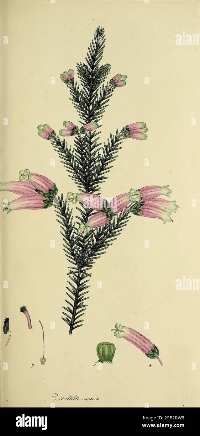 The heathery, or A monograph of the genus Erica, London, Henry G. Bohn ...