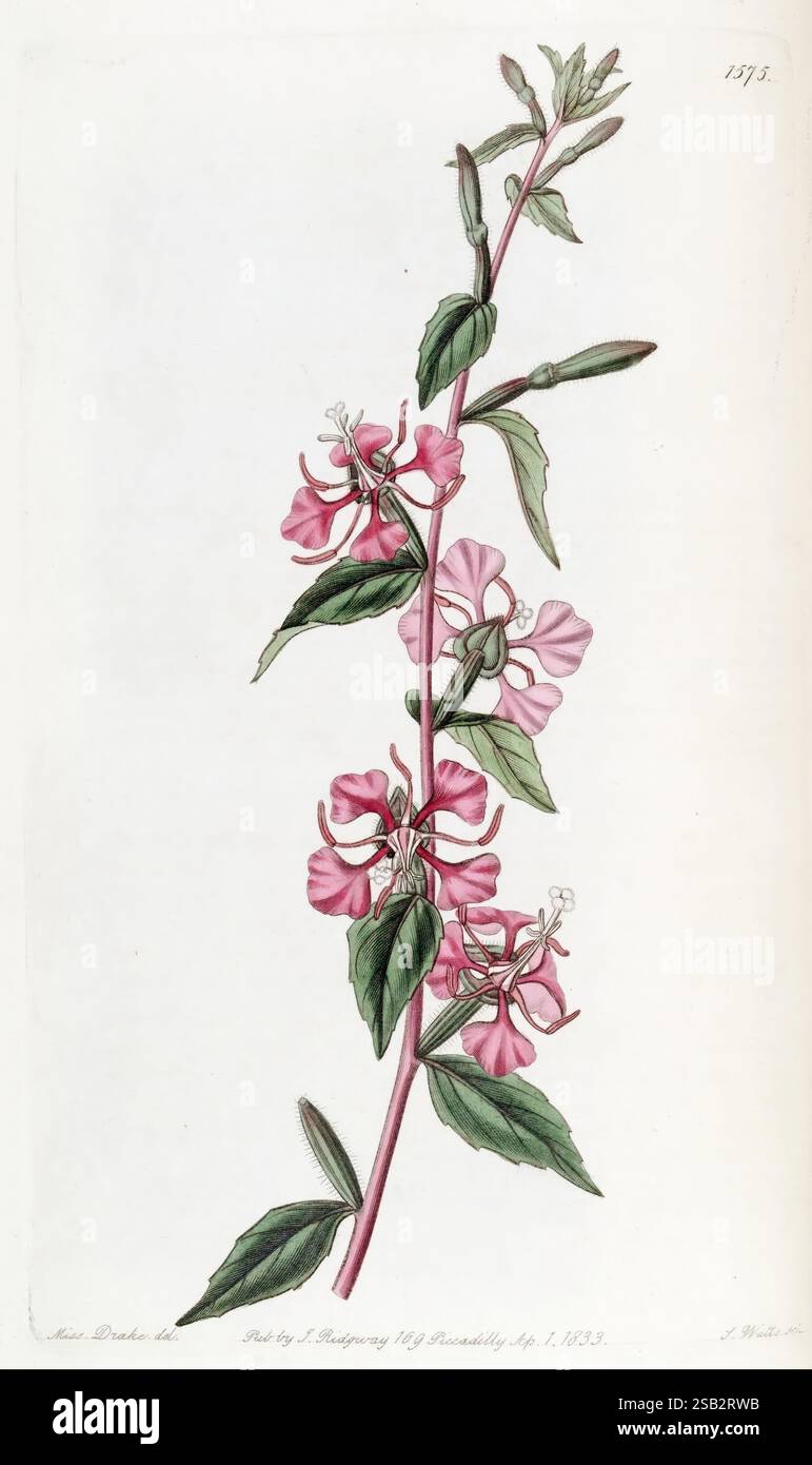 Delicate vertical stem adorned hi-res stock photography and images - Alamy