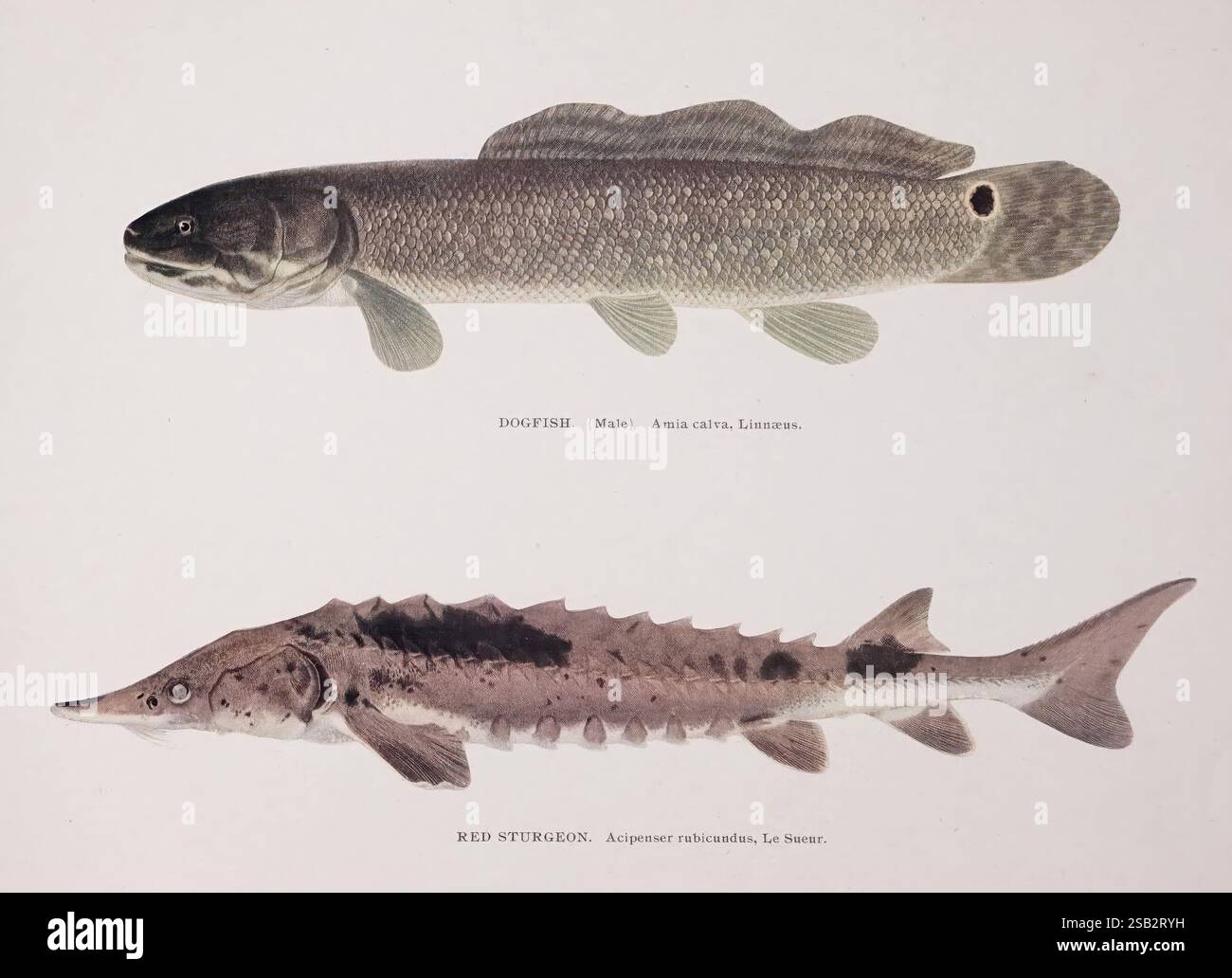 Sample, plates, of, Illinois, fishes, Urbana, Ill, c1903, fishes ...