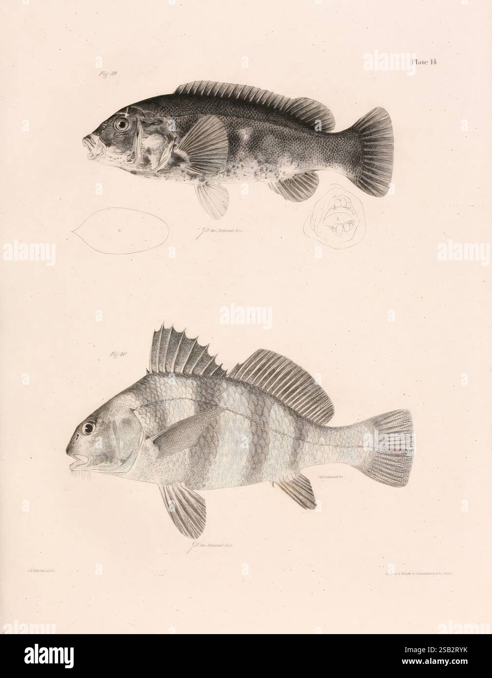 Zoology of New York, Albany, W. & A. White & J. Visscher, 1842-44 ...