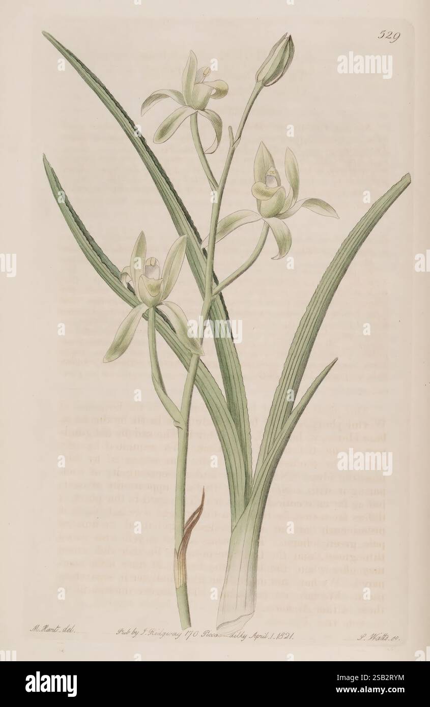 The Botanical Register London Printed for James Ridgway 1815-1828 1815 ...