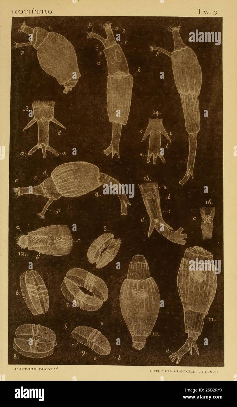 Genesi, organizzazione e metamorfosi degli infusori, Firenze, Tipo. di ...