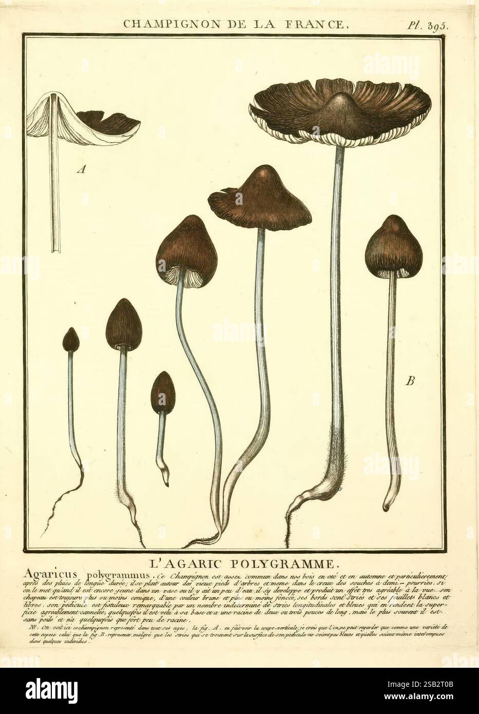 Species agaricus polygammes hi-res stock photography and images - Alamy