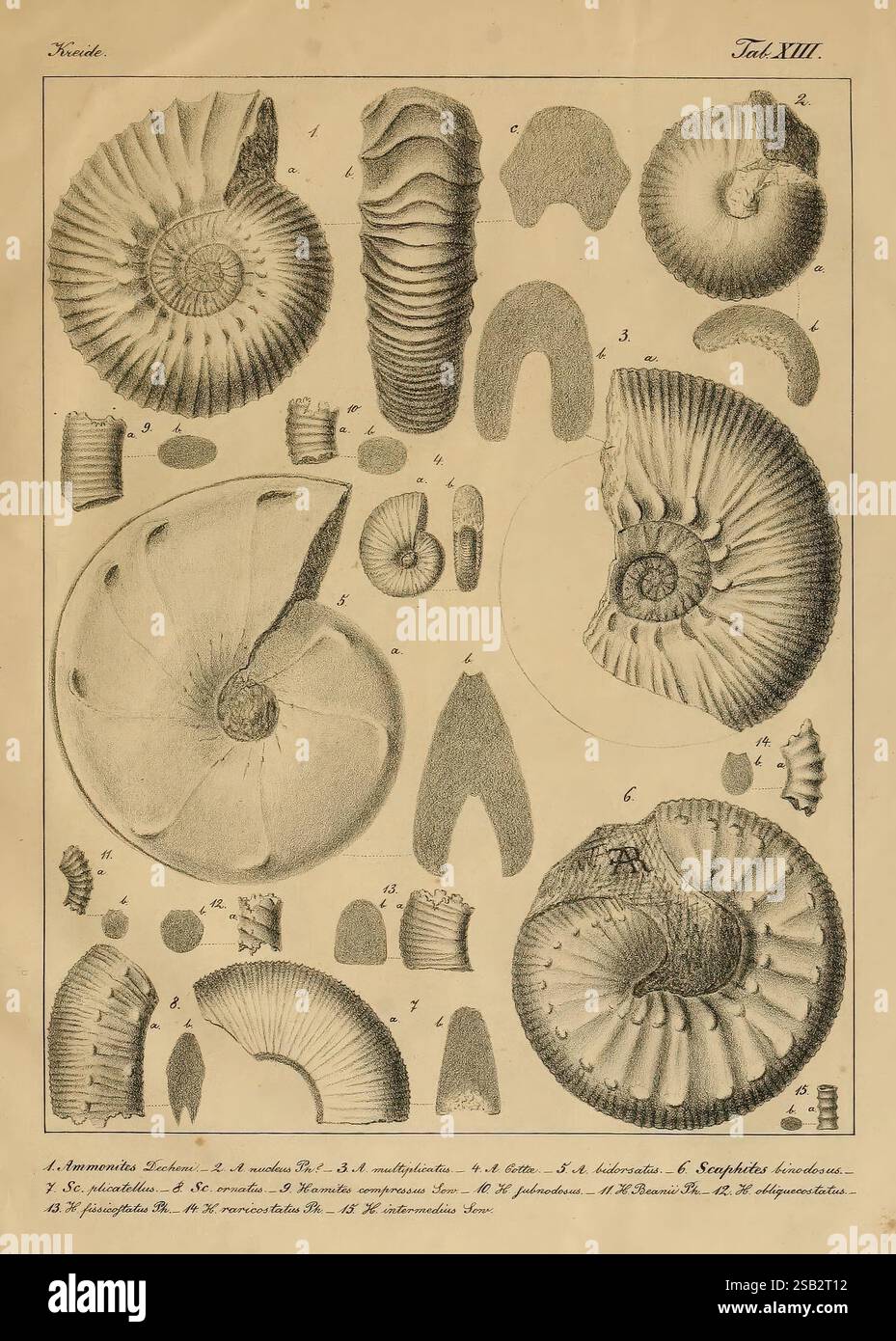 Detailed representations of various ammonite fossils hi-res stock ...