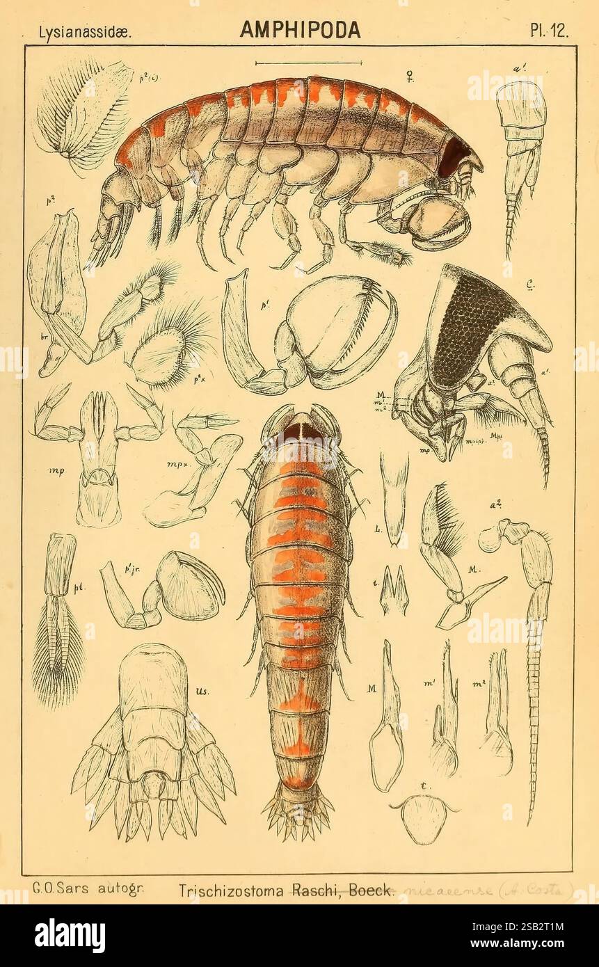 An account of the Crustacea of Norway Christiania, A. Cammermeyer, 1895 ...