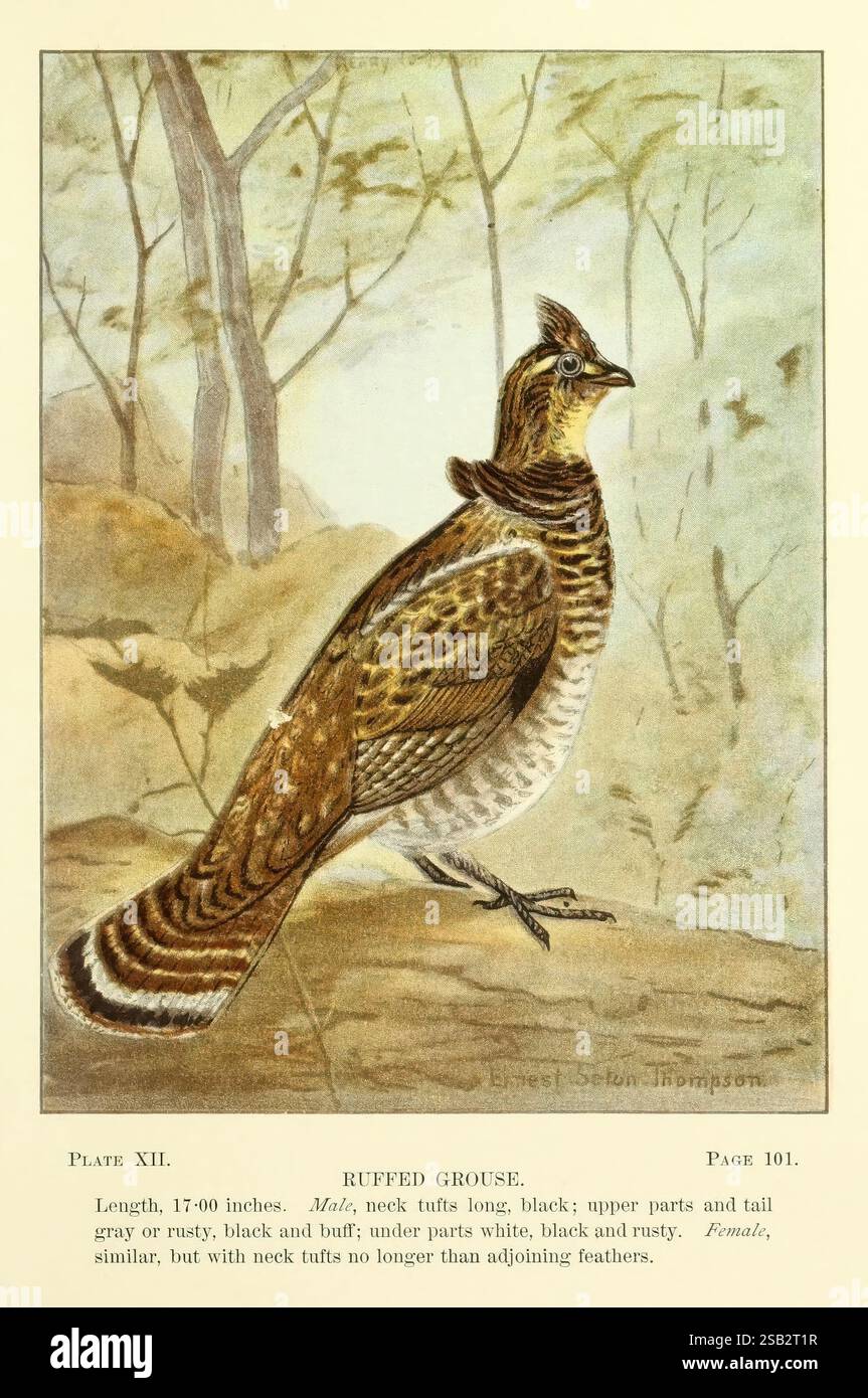 Illustration forest birds sound hi-res stock photography and images - Alamy