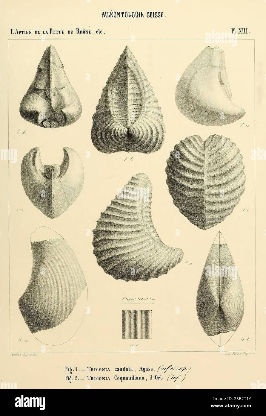 Presenting ribbed patterns hi-res stock photography and images - Alamy