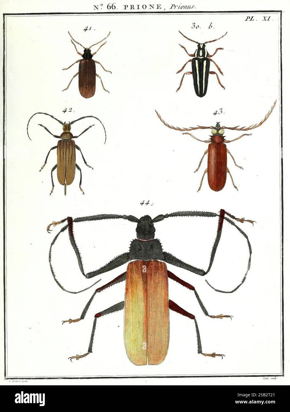 Entomology or Natural History of Insects, Paris, Imp. Baudouin, 1789 ...