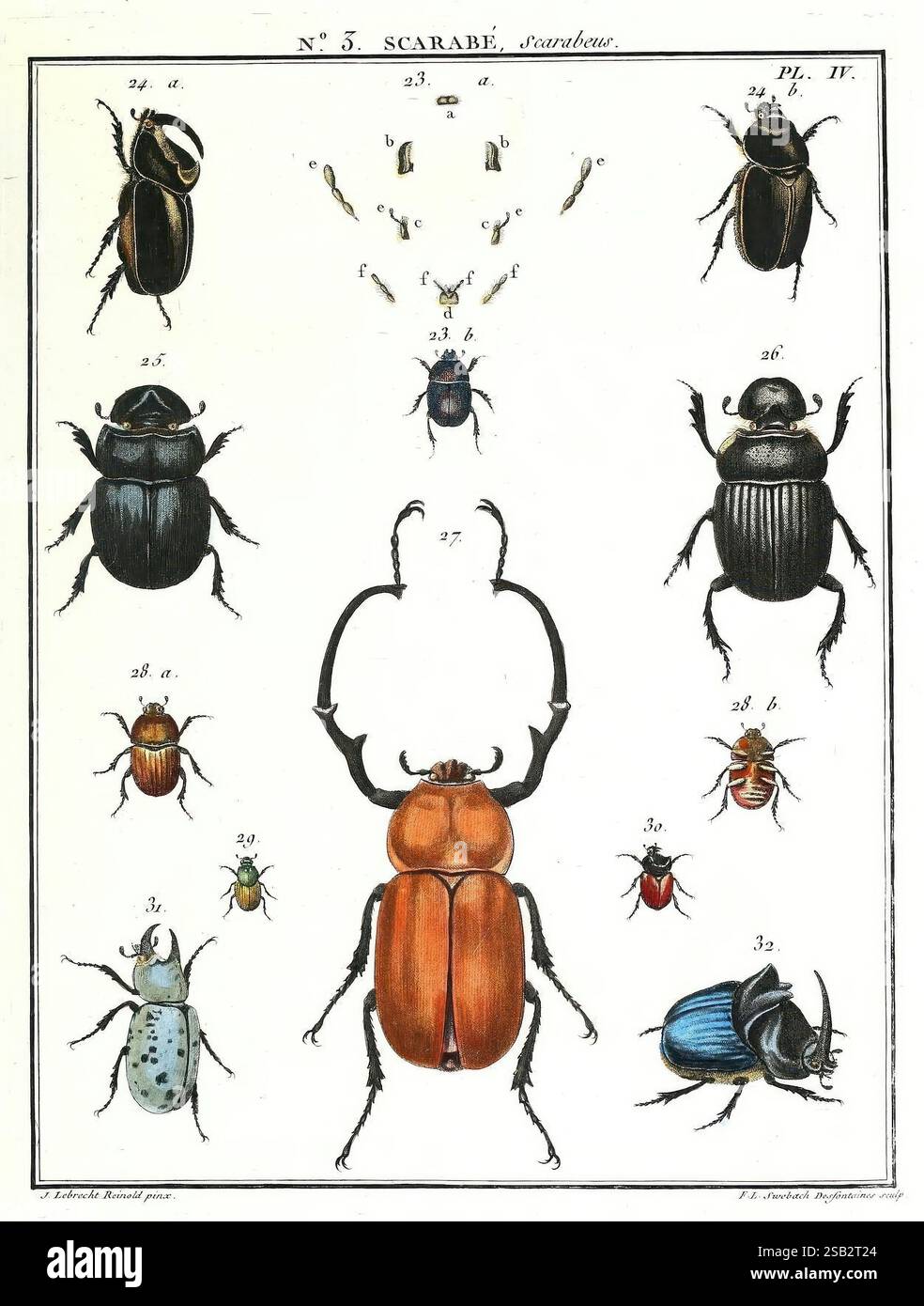 Documenting different beetle species hi-res stock photography and ...