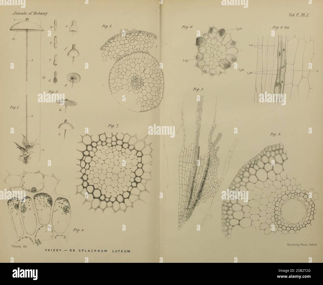 Annals of Botany, London, botany, periodicals, plants, The illustration ...
