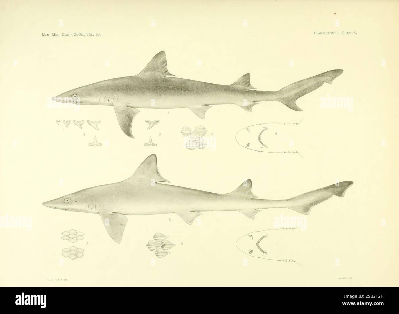 The Plagiostomia Sharks skates and rays Cambridge, U.S.A. 1913. sharks ...