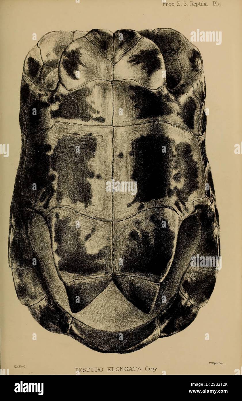Species testudo elongata hi-res stock photography and images - Alamy