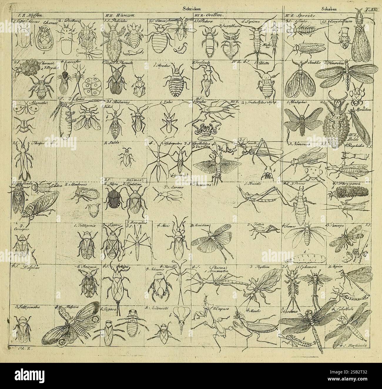 Depictions of different types of flies hi-res stock photography and ...