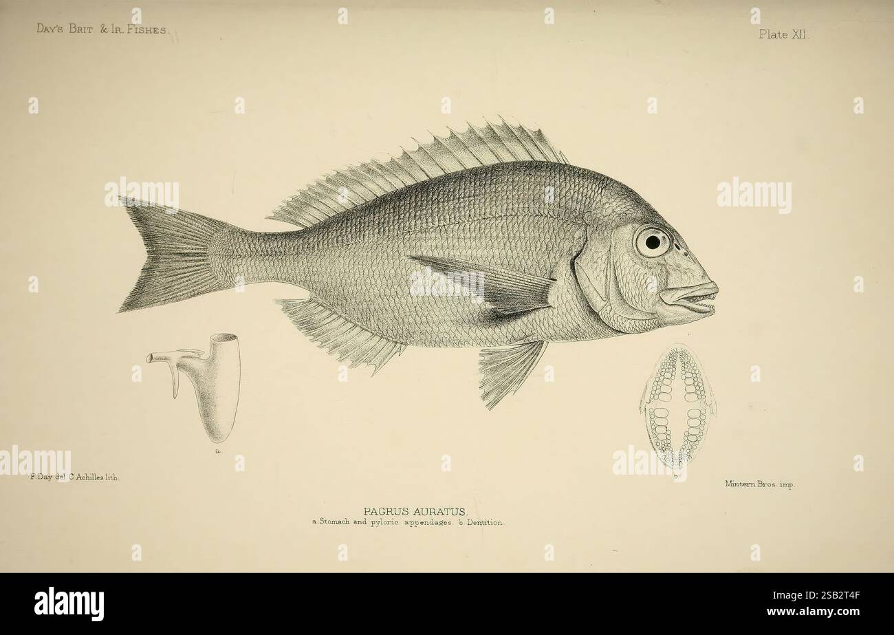 The fishes of Great Britain and Ireland, Edinburgh, 1880-1884 Great ...