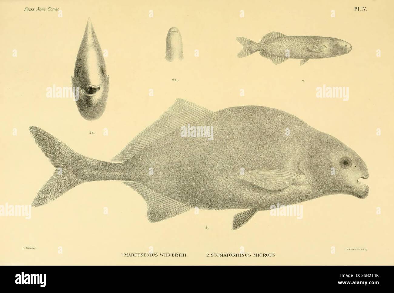 Stomatorhinus microps hi-res stock photography and images - Alamy