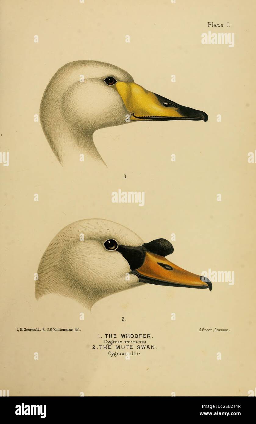 The Indian ducks and their allies [Bombay], Published by the Bombay ...
