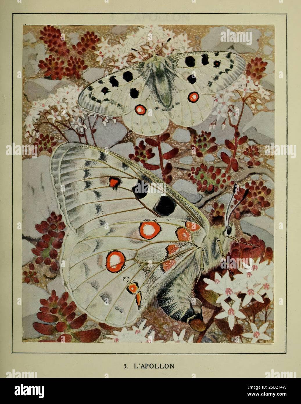 Two apollon butterflies hi-res stock photography and images - Alamy