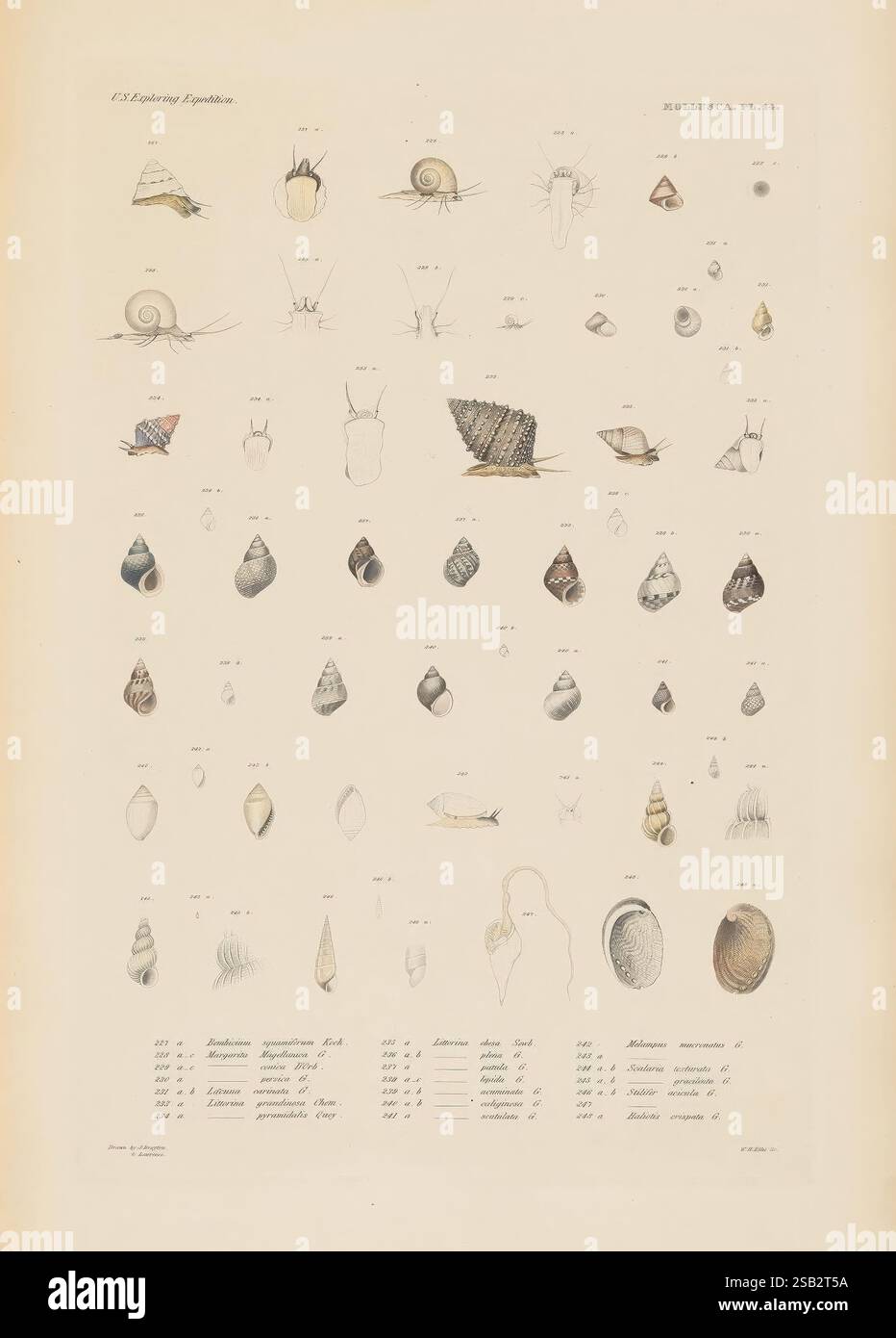 Mollusca, shells, Boston, Gould, Lincoln, 1852, mollusks, This ...