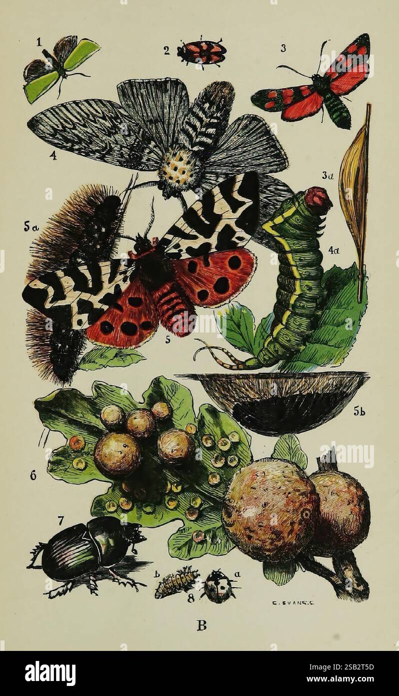 The common objects of the country, London, George Routledge and Sons ...