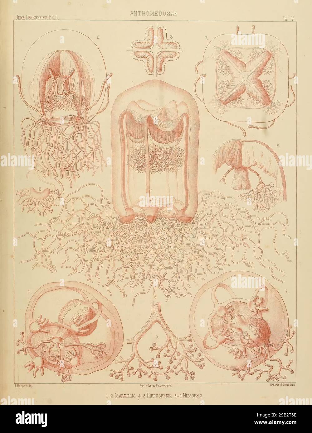 Aquatic organisms nervous system hi-res stock photography and images - Alamy