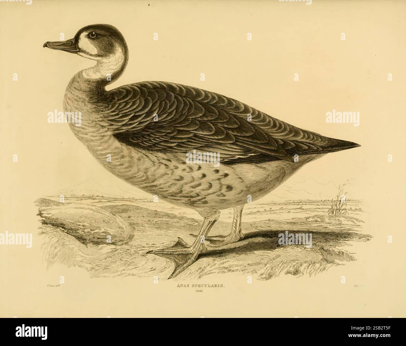 Sir William Jardine 's illustrations of the duck tribe . Dumfries, N .B ...