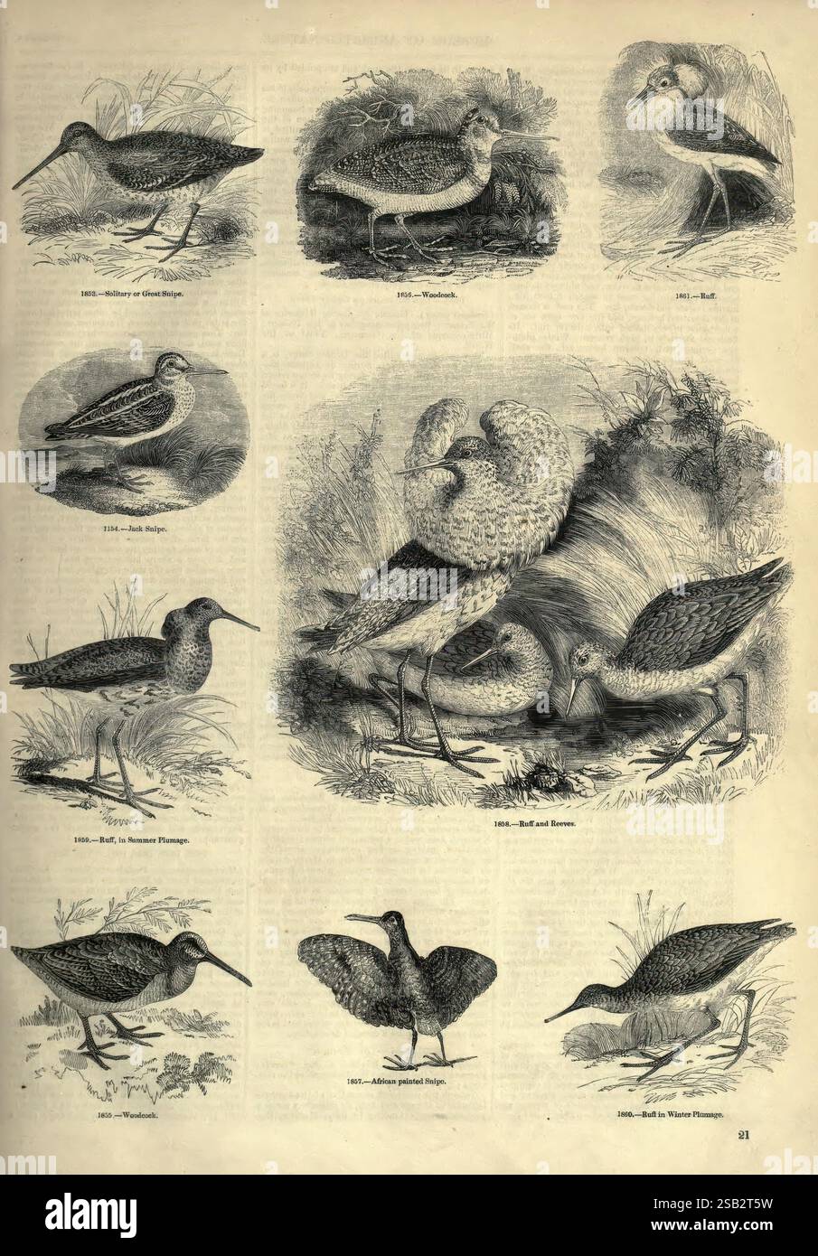 The Pictorial Museum Of Animated Nature London C Cox 1844 Zoology ...