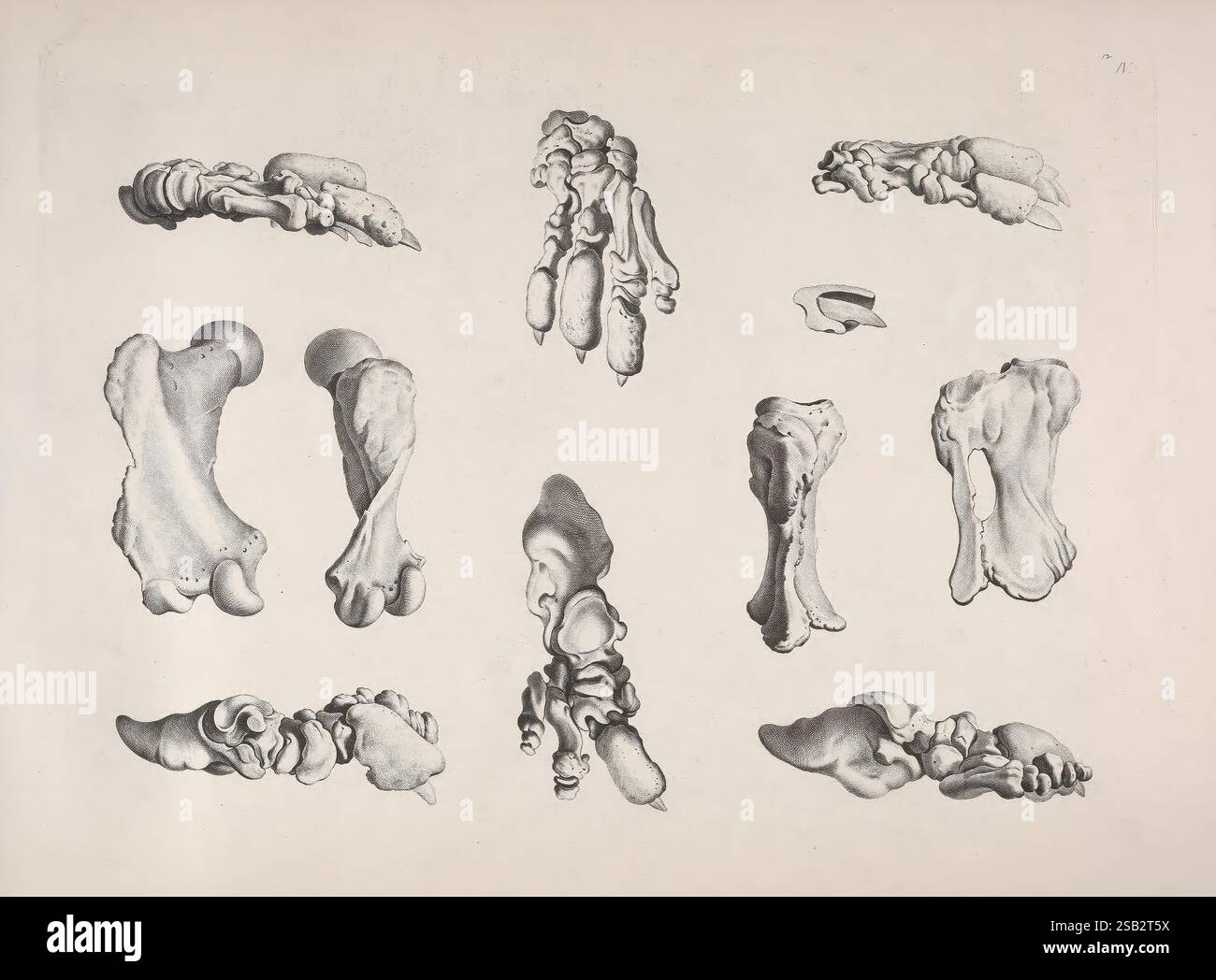 Showcasing various skeletal forms hi-res stock photography and images ...