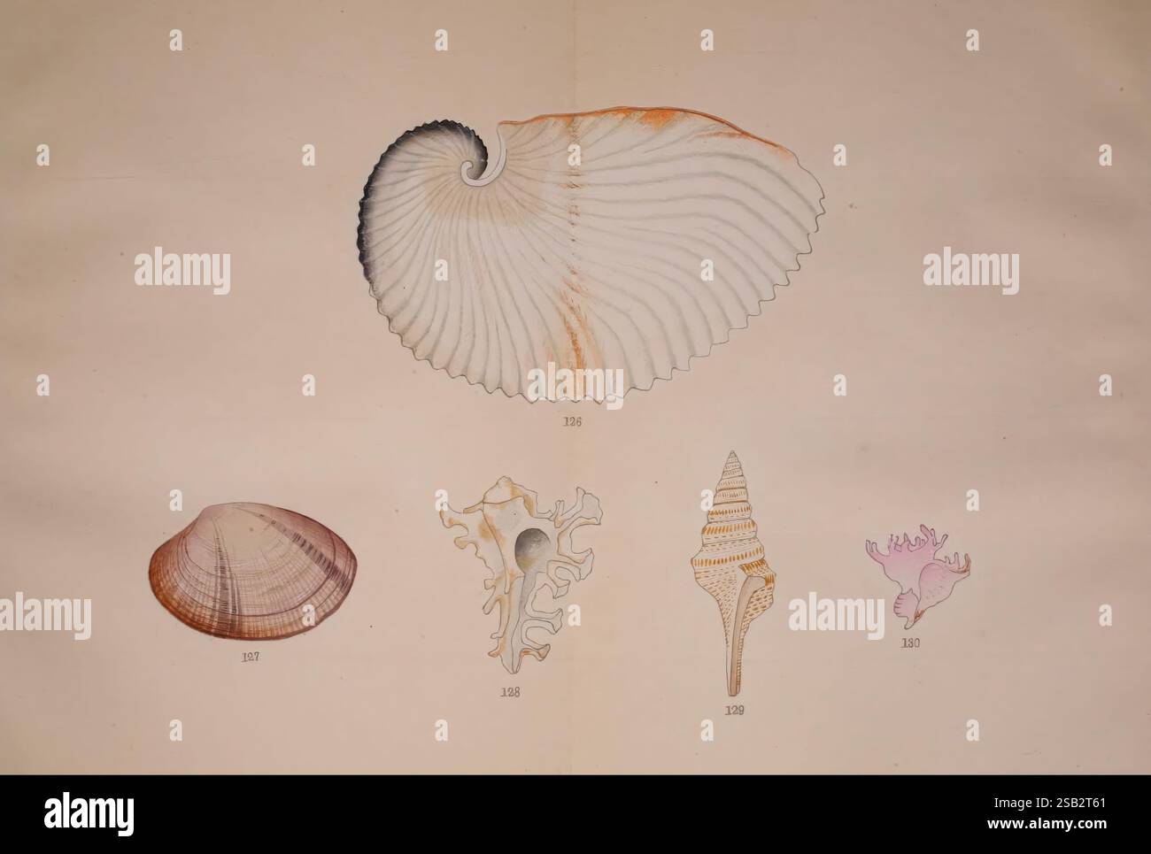 Pelagic snails hi-res stock photography and images - Alamy