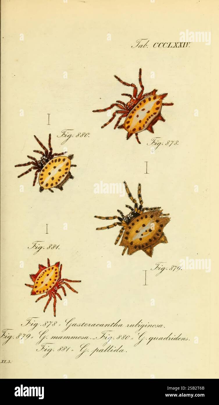 Crabs showcase various shapes hi-res stock photography and images - Alamy