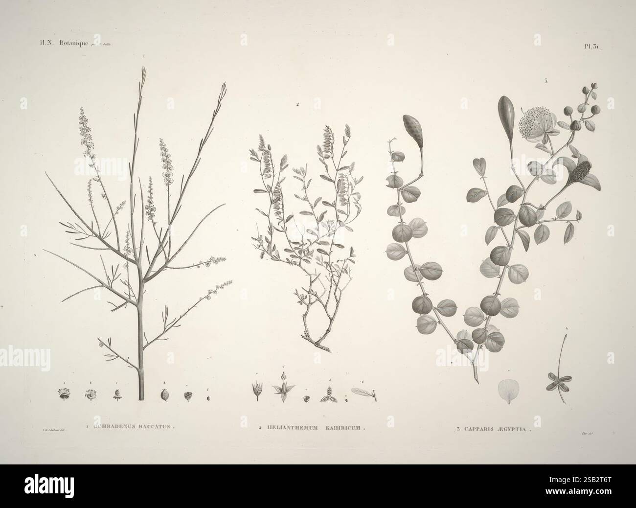 Slender twig displays hi-res stock photography and images - Alamy