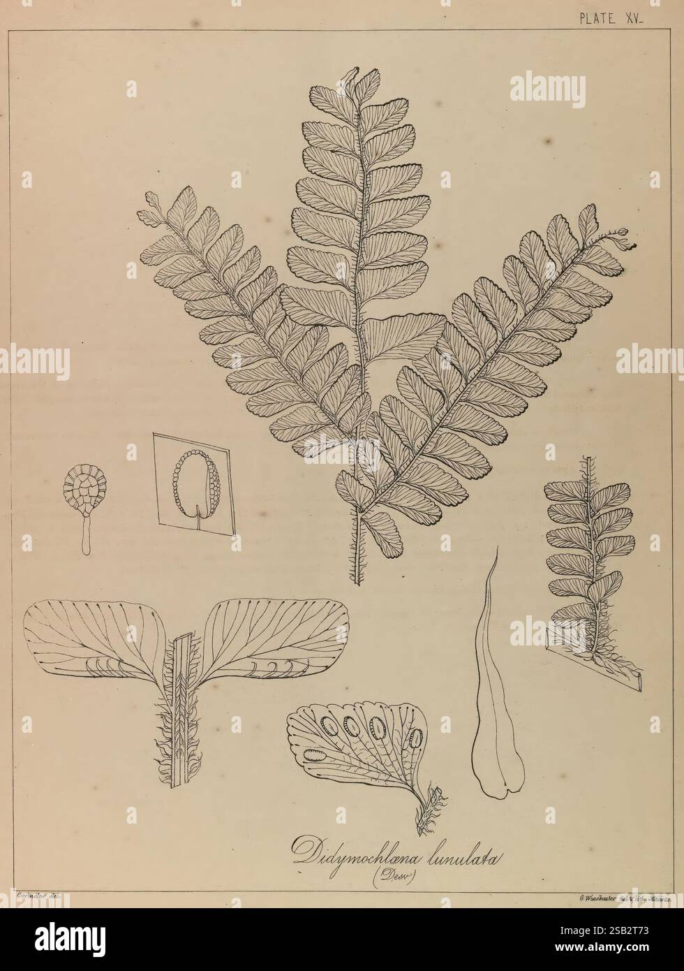 Segmented leaf structures hi-res stock photography and images - Alamy