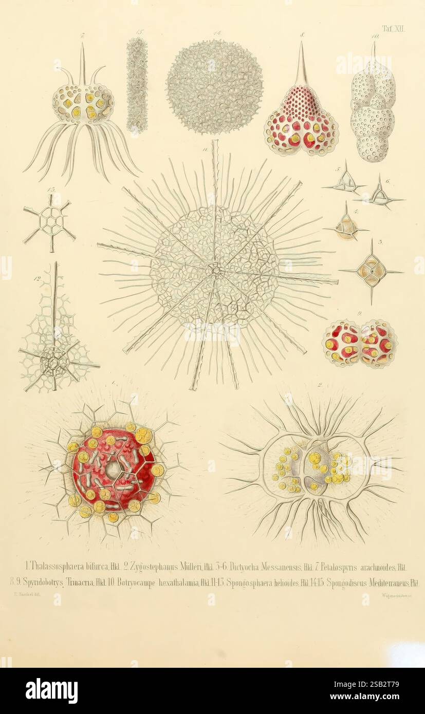 Die, Radiolarien, Rhizopoda, Radiaria, Berlin, G. Reimer, 1862-1888 ...