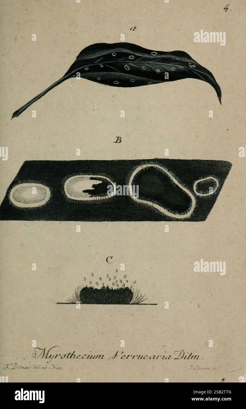 Myrothecium verrucaria fungus hi-res stock photography and images - Alamy