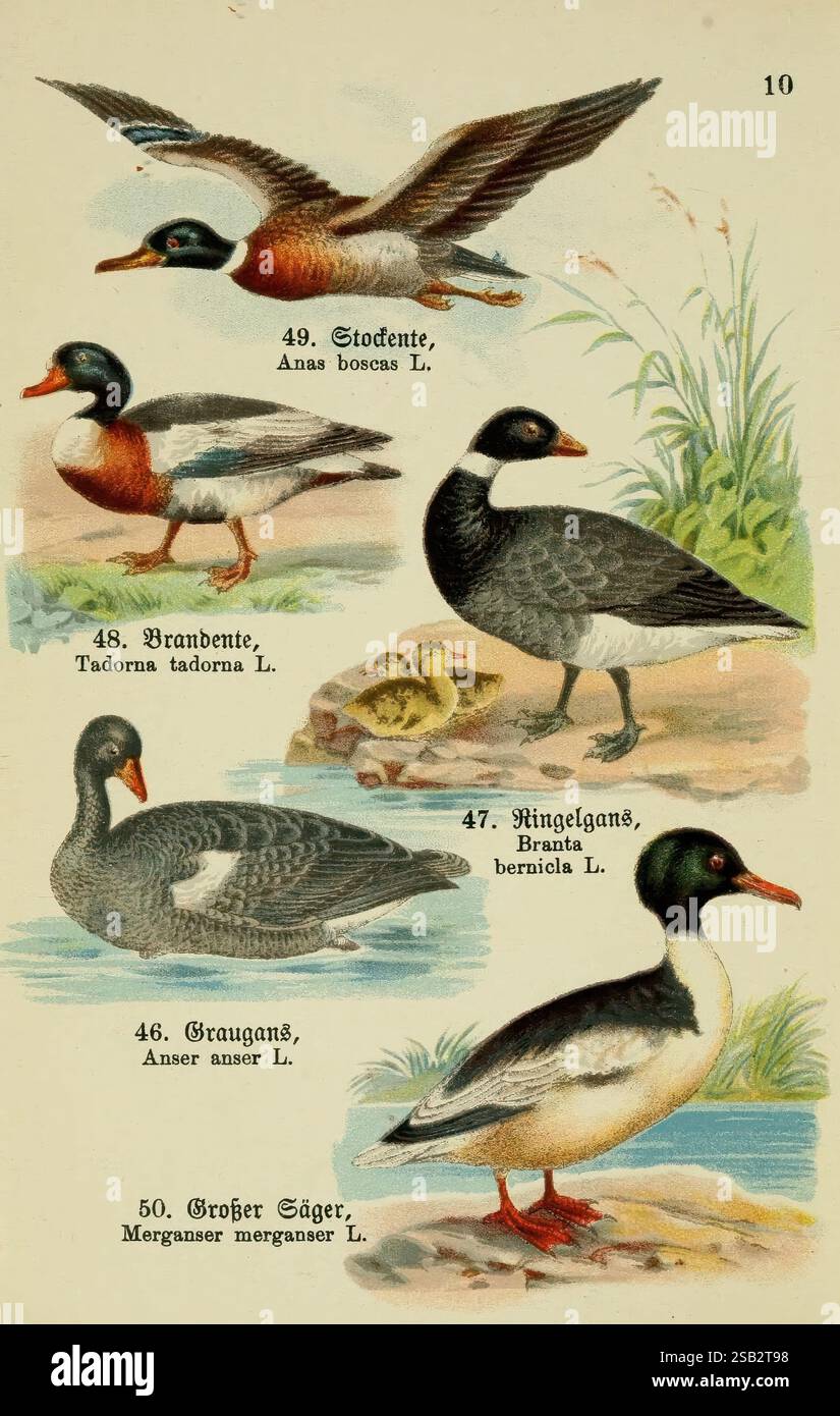 Maternal aspect hi-res stock photography and images - Alamy