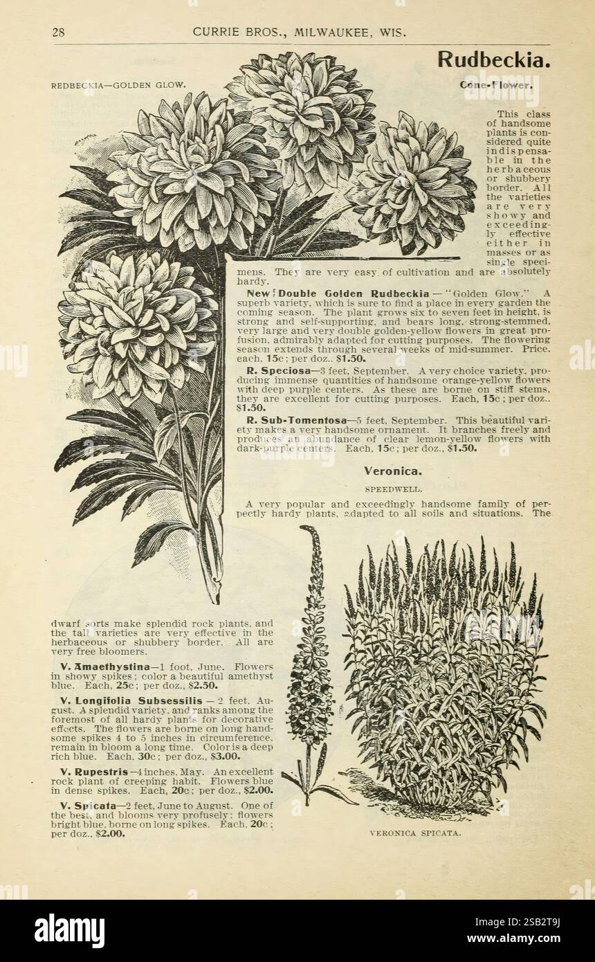 Bulbs and plants, Milwaukee, Wis, Currie Bros, 1908, flowers, seeds ...